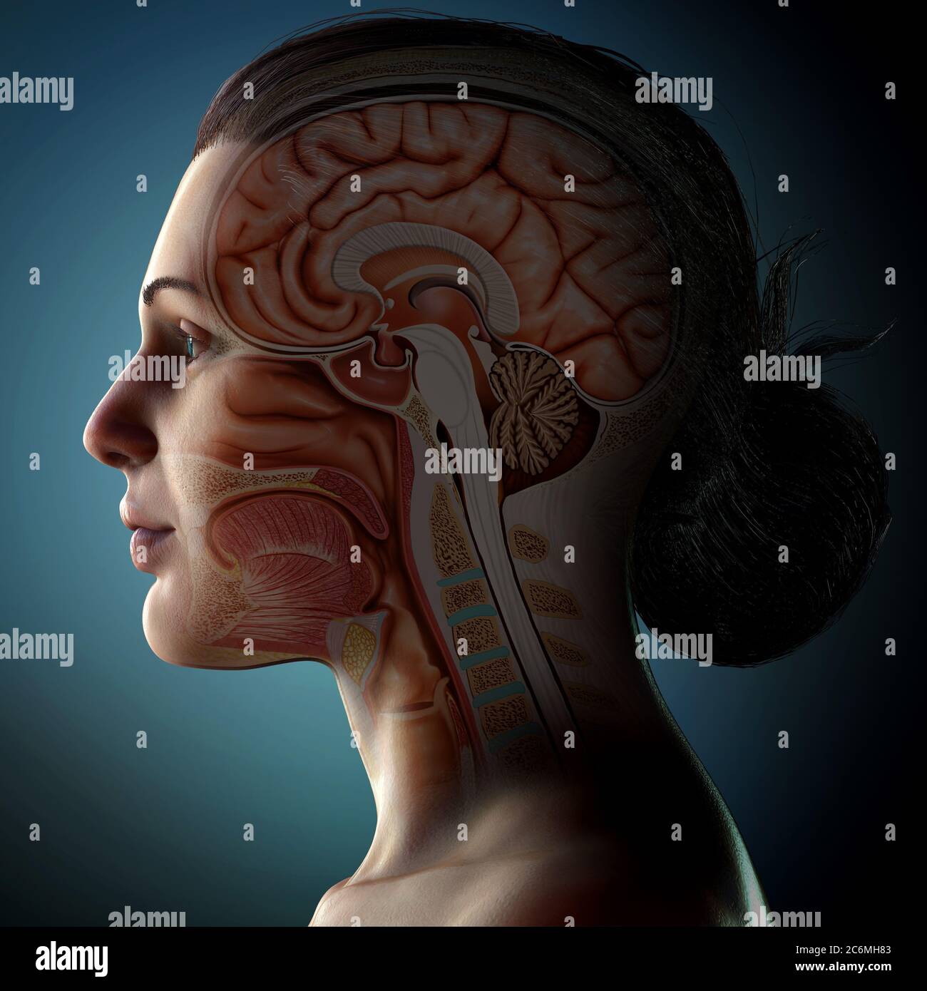 3d rendered medically accurate illustration of a female head anatomy ...