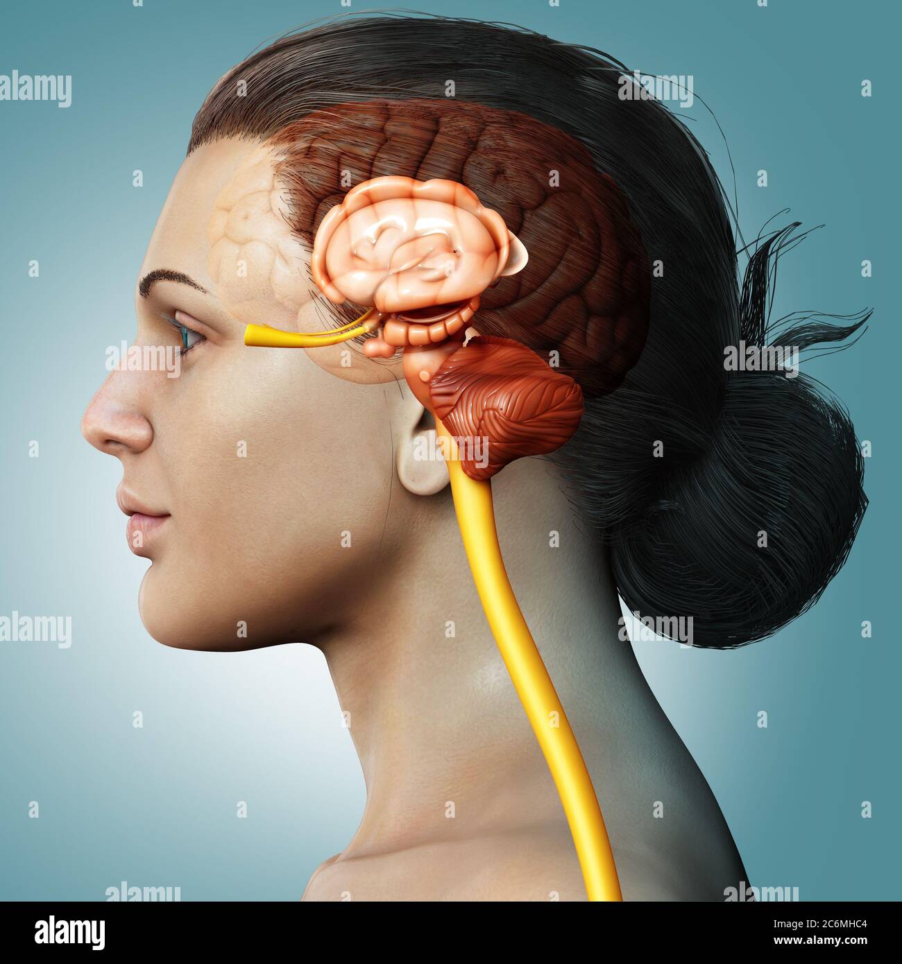 3d rendered medically accurate illustration of the interior brain ...