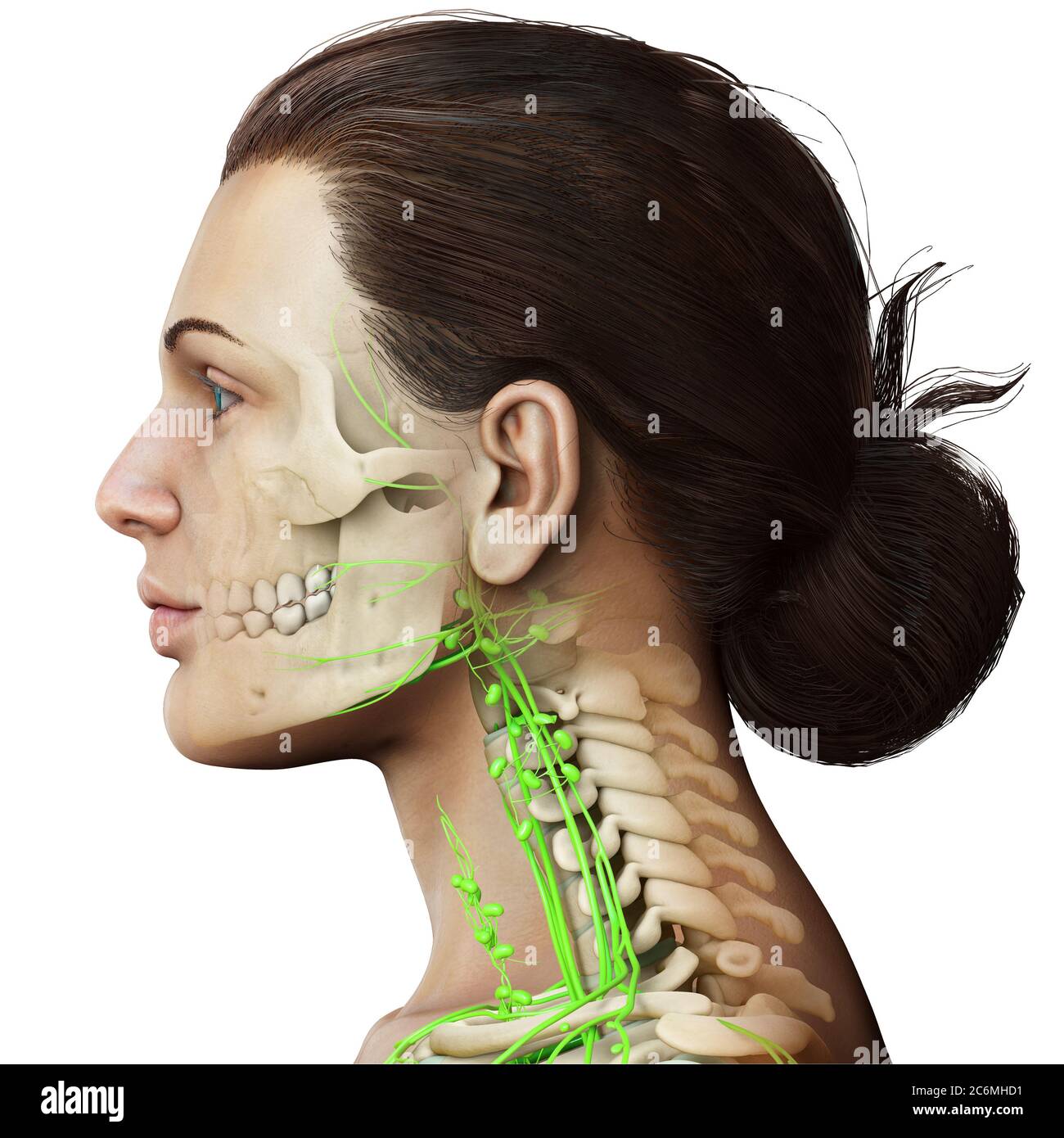 Lymphatic system face hi-res stock photography and images - Alamy