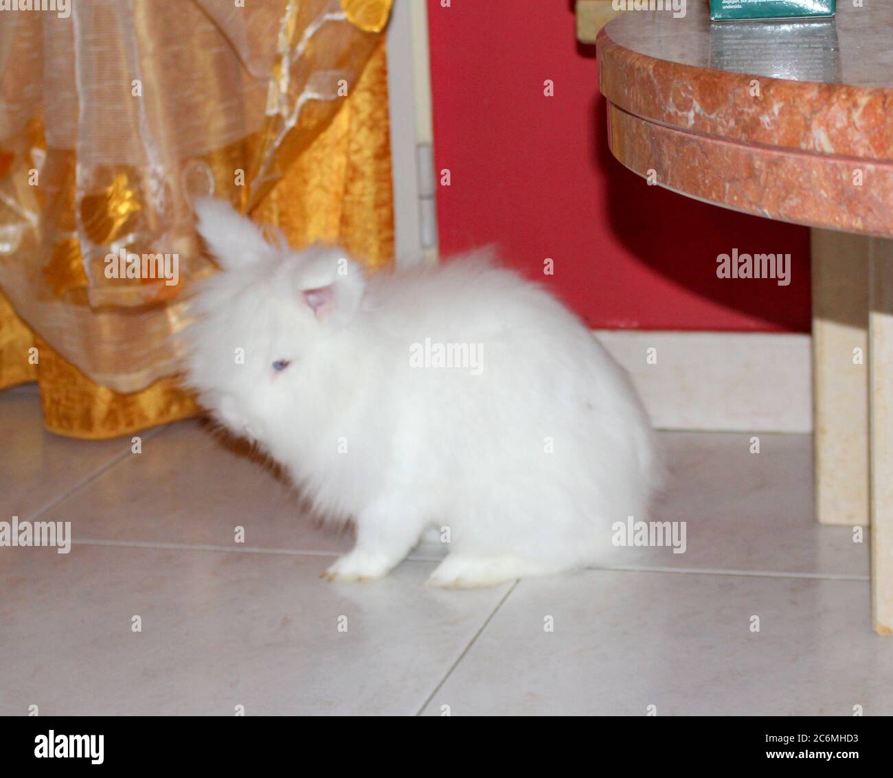 Funny hair rabbit long hi-res stock photography and images - Alamy