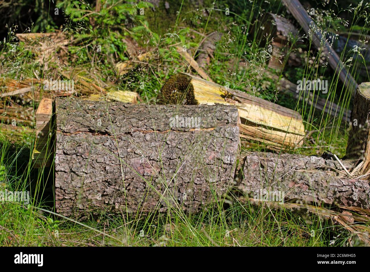 Dead wood in the forest in a close-up Stock Photo - Alamy