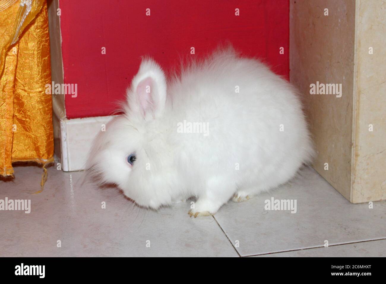 Chinese Angora Rabbit