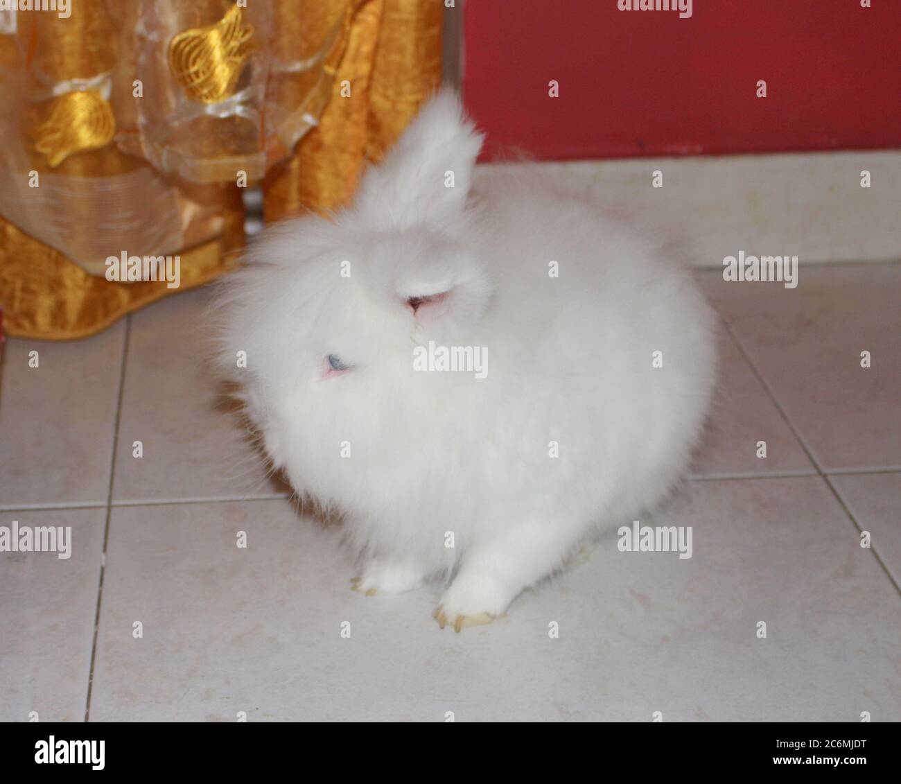 White angora rabbit, apartment rabbit, pet animal with a pure white ...