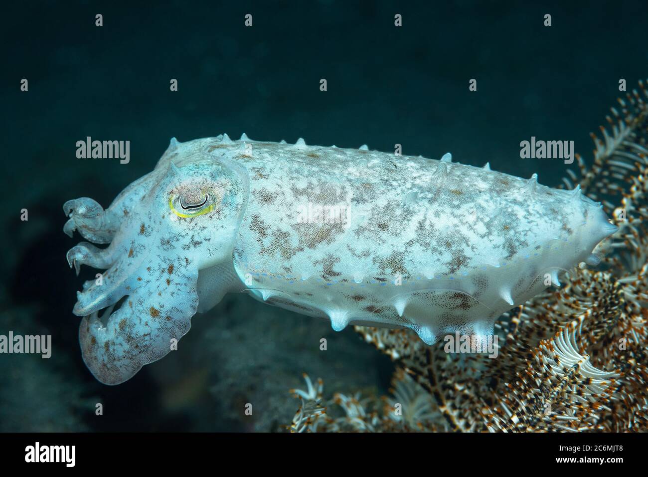 white cuttlefish with soft coral Stock Photo - Alamy