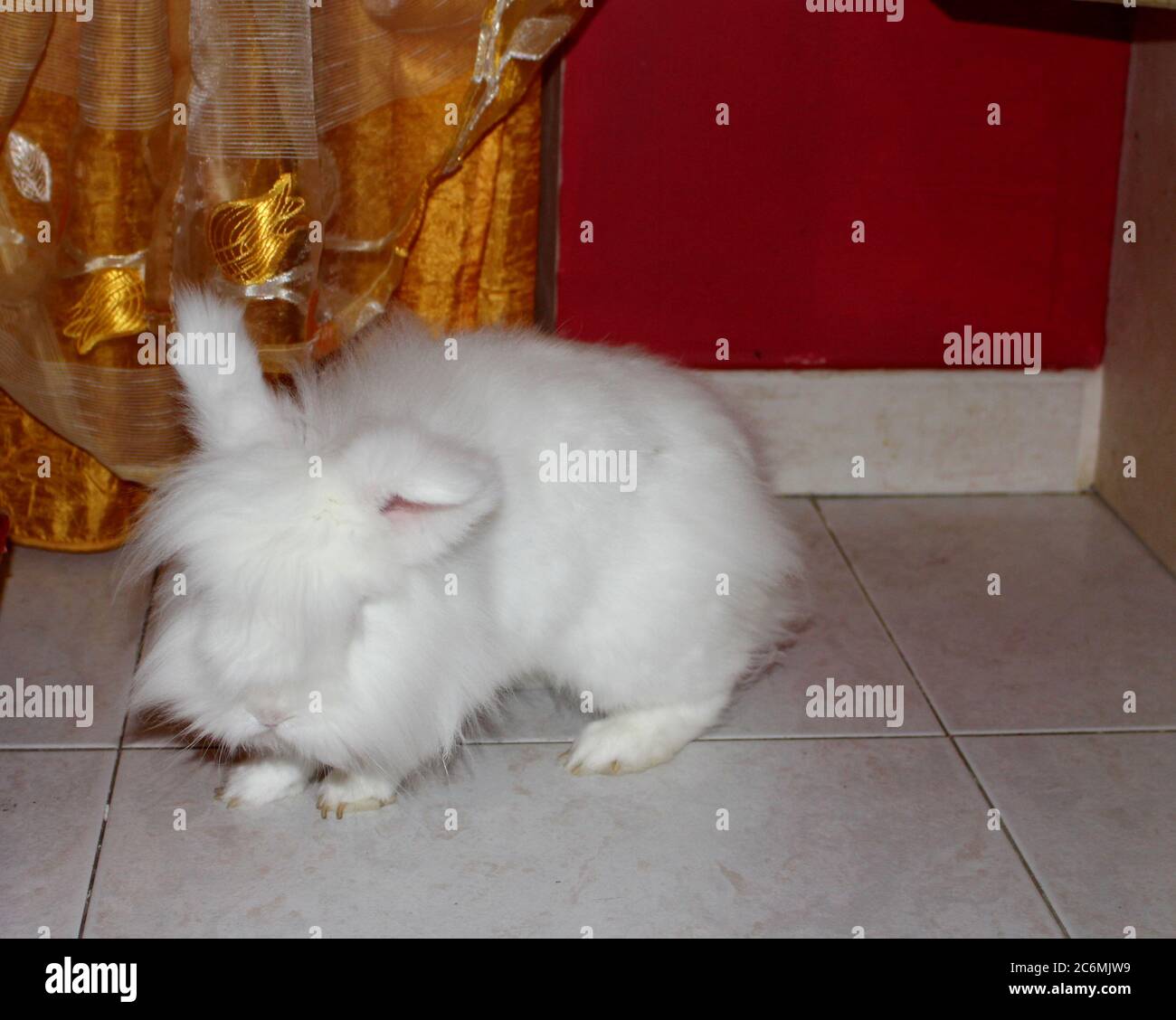 White angora rabbit, apartment rabbit, pet animal with a pure white ...