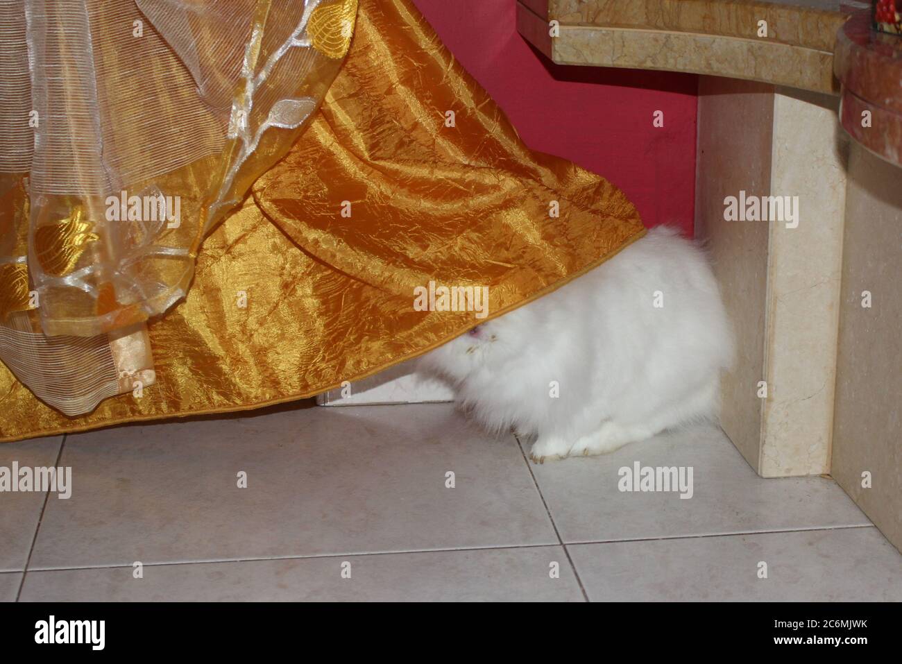 Angora rabbit wool hi-res stock photography and images - Alamy