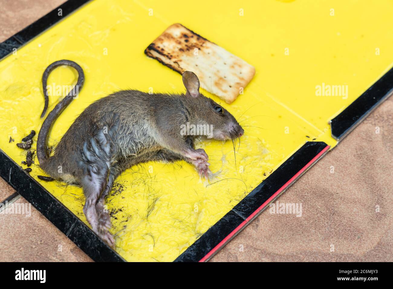 Rat mouse captured onto glue trap with biscuit as bait Stock Photo - Alamy