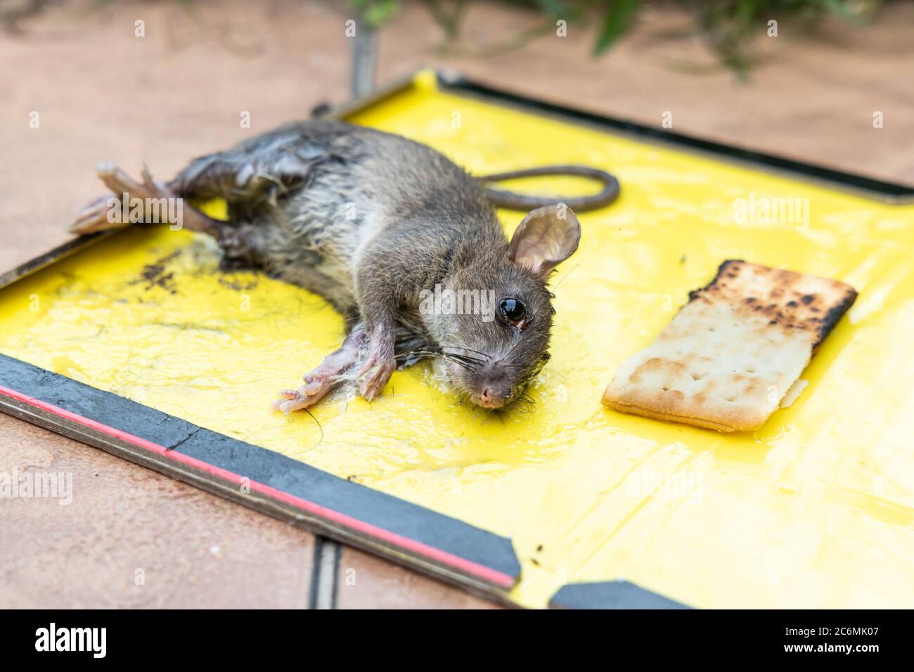 Rat mouse captured onto glue trap with biscuit as bait Stock Photo - Alamy
