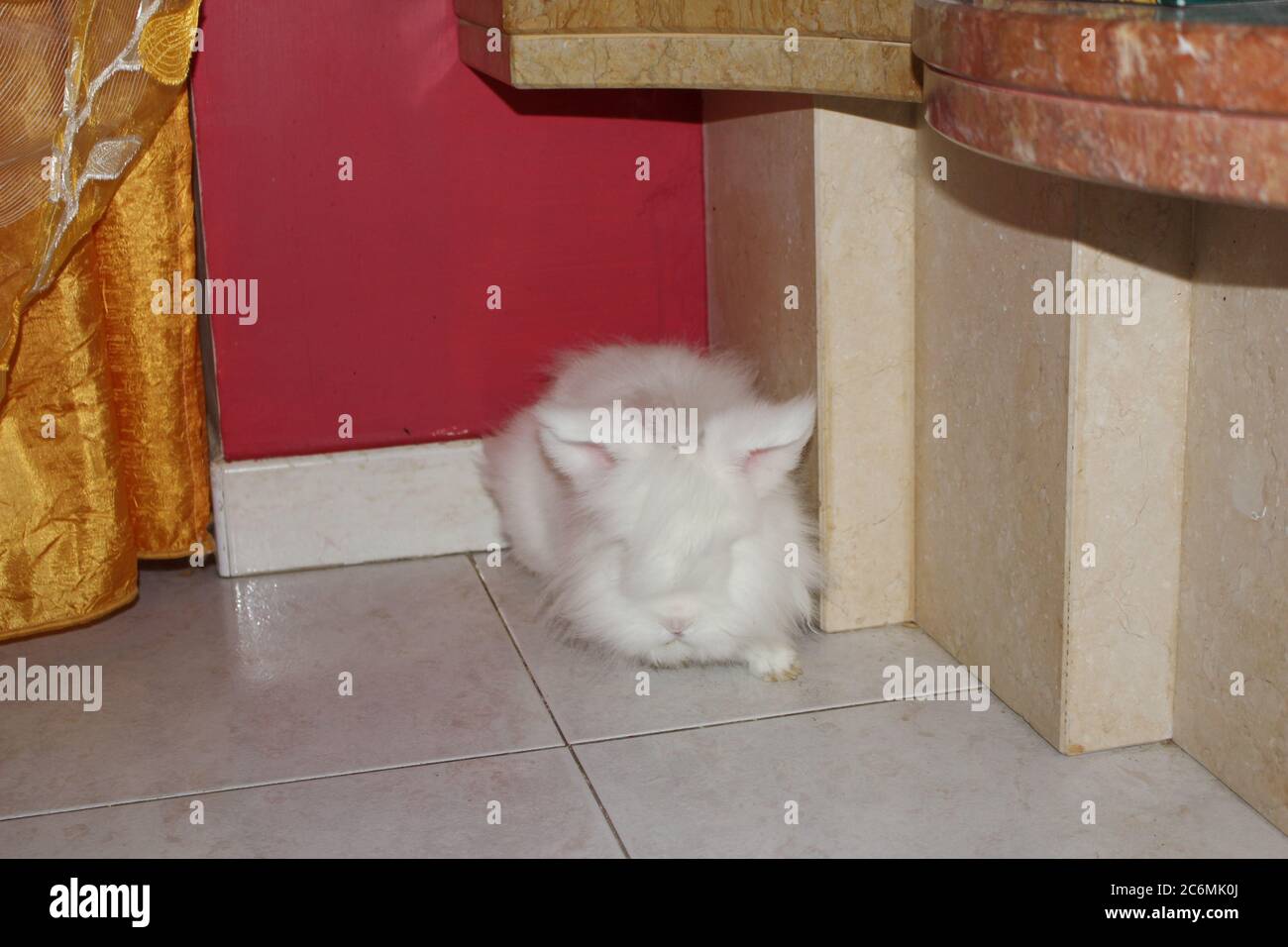White angora rabbit, apartment rabbit, pet animal with a pure white ...