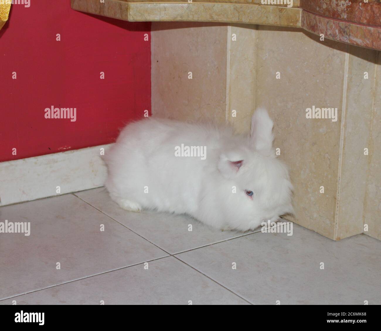 White angora rabbit, apartment rabbit, pet animal with a pure white ...