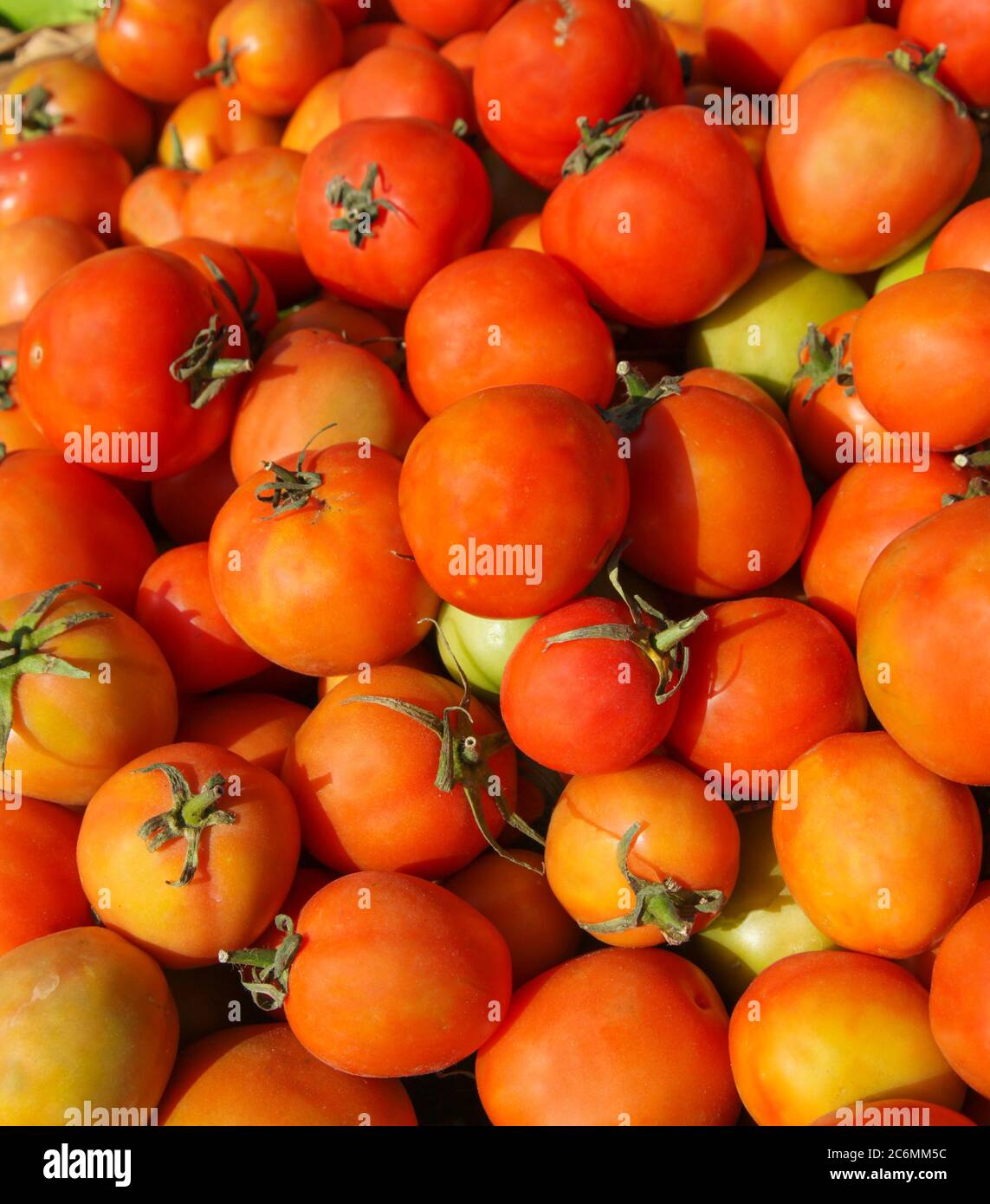 Tomatoes in local markets Myanmar. Market stalls selling vegetables are ...