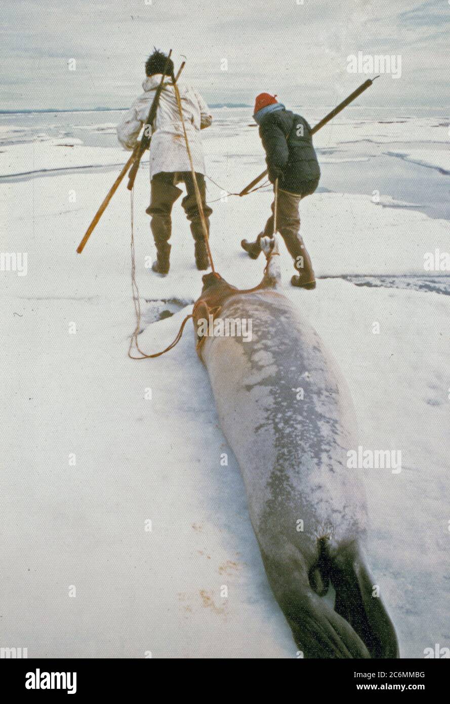 Eskimo hunters tow an "oogruk" or bearded seal across ocean ice pack ...