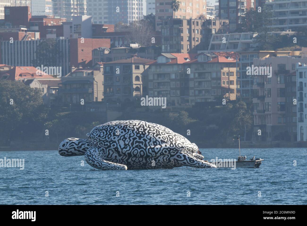 The giant 15m floating sea turtle sculpture on Sydney Harbour viewed ...