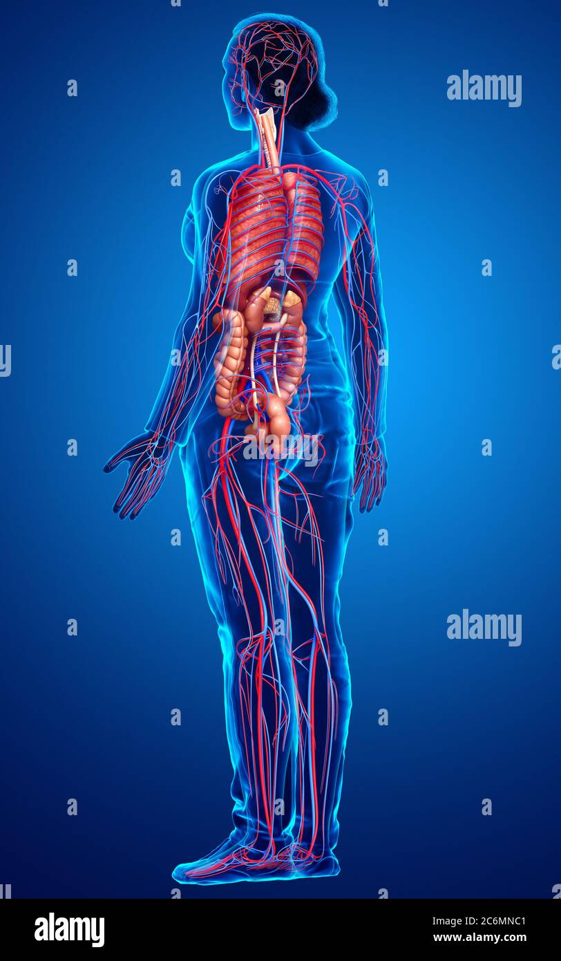3d rendered medically accurate illustration of the female circulatory ...