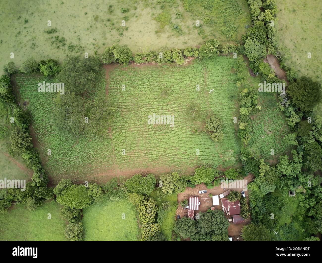 Big green farm field above top view in Central america Stock Photo - Alamy