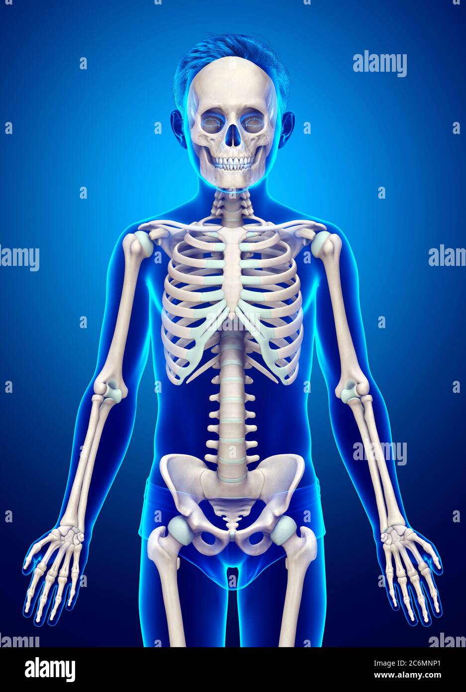 3d rendered, medically accurate illustration of a young boy skeleton ...