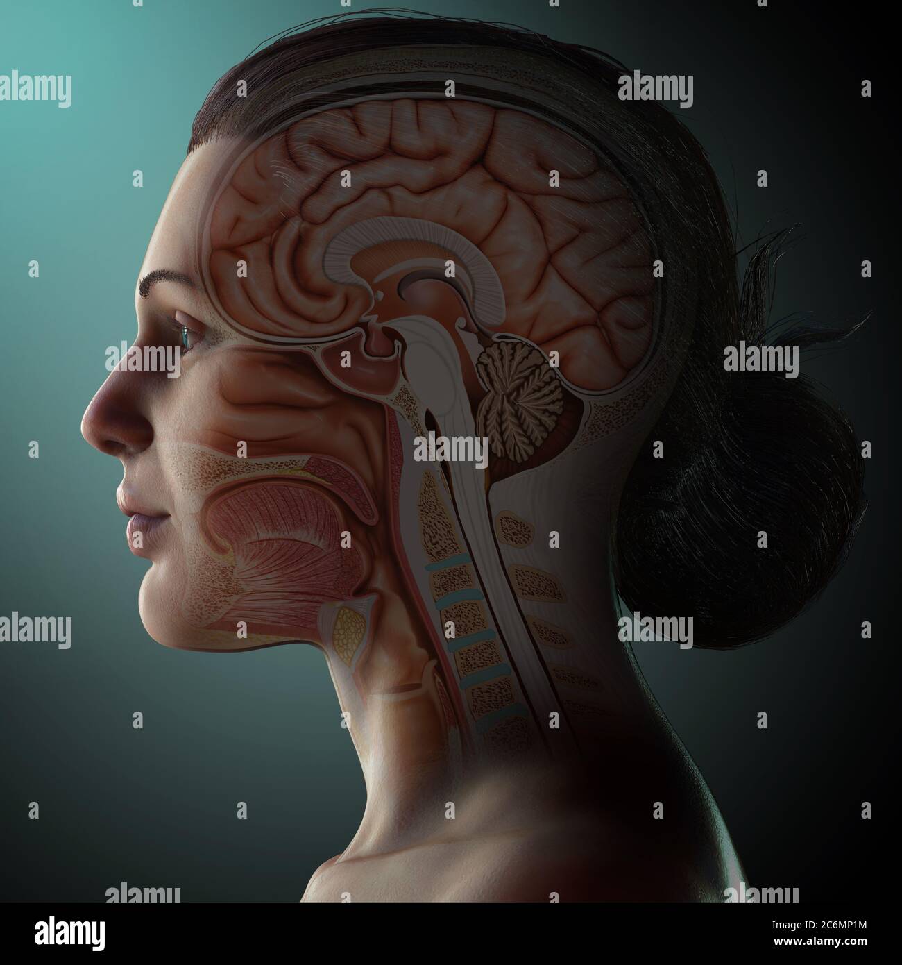 3d rendered medically accurate illustration of a female head anatomy ...