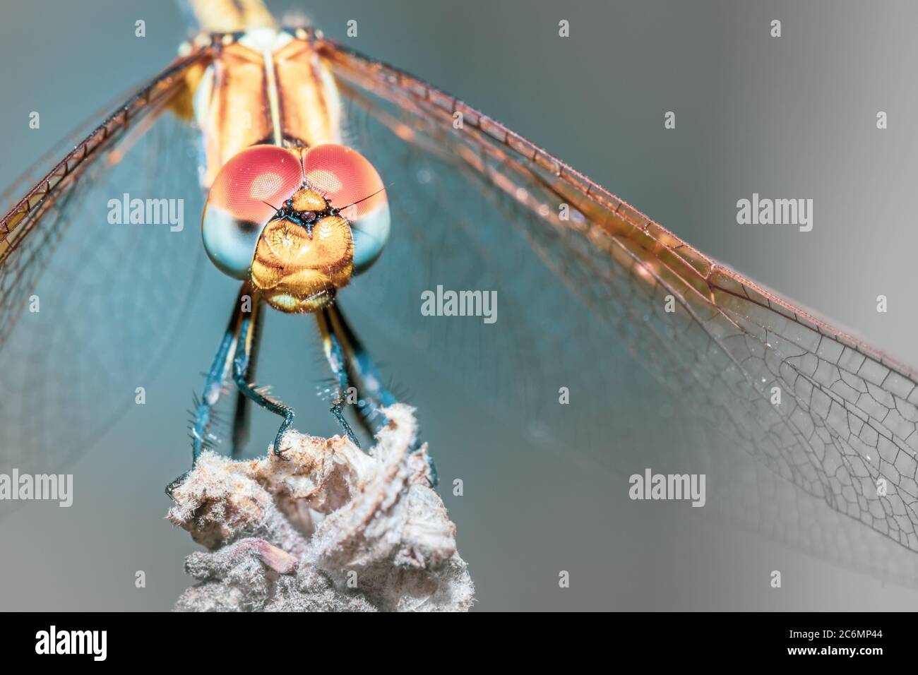 Large dragonfly (Odonata) with yellow eyes resting on a lavender plant ...