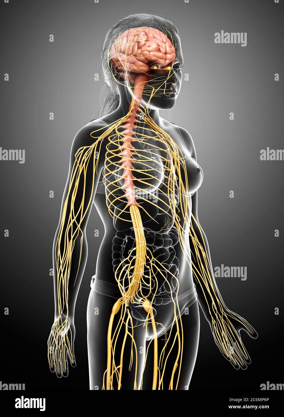 3d rendered medically accurate illustration of a young girl nervous ...