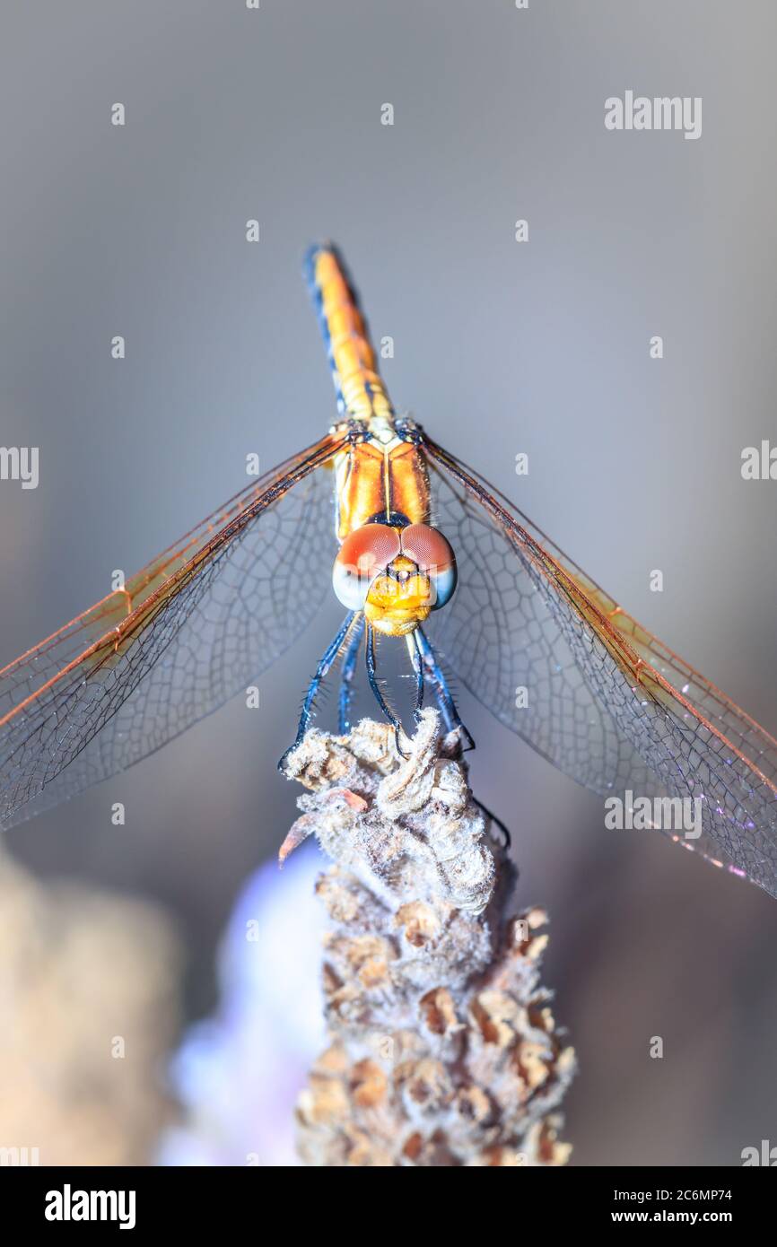 Large dragonfly (Odonata) with yellow eyes resting on a lavender plant ...