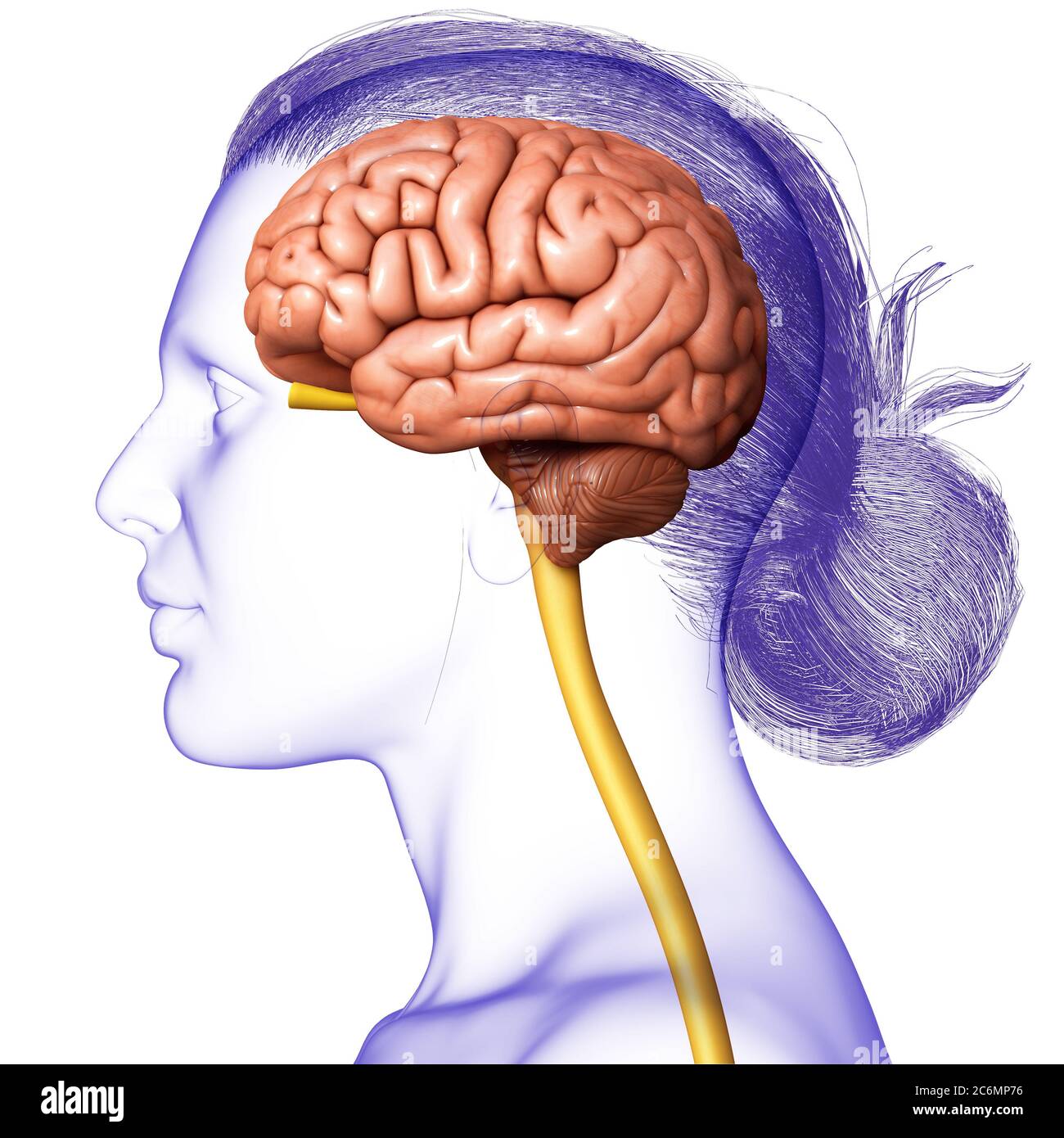 3d rendered medically accurate illustration of a female brain anatomy ...