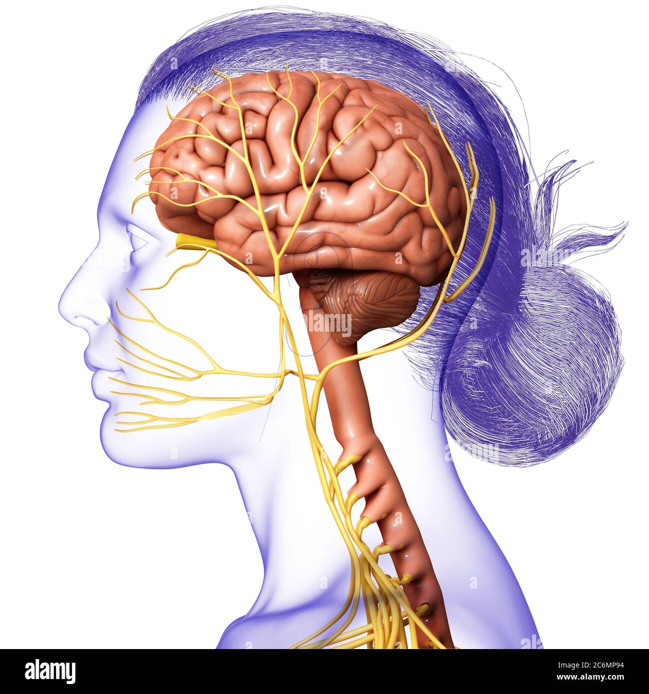 3d rendered medically accurate illustration of a female brain anatomy ...