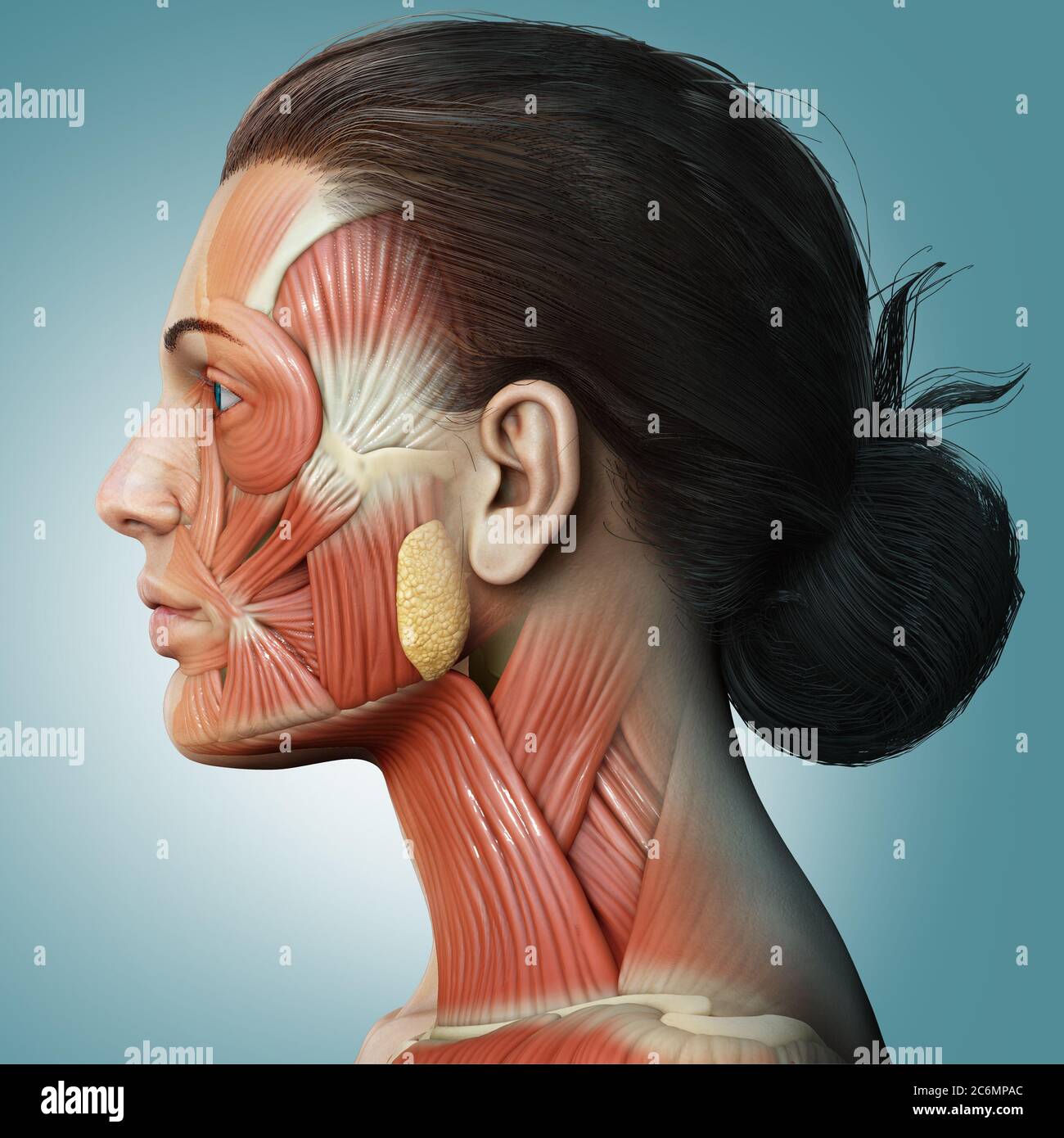 3d rendering medical illustration of Female head anatomy for education ...
