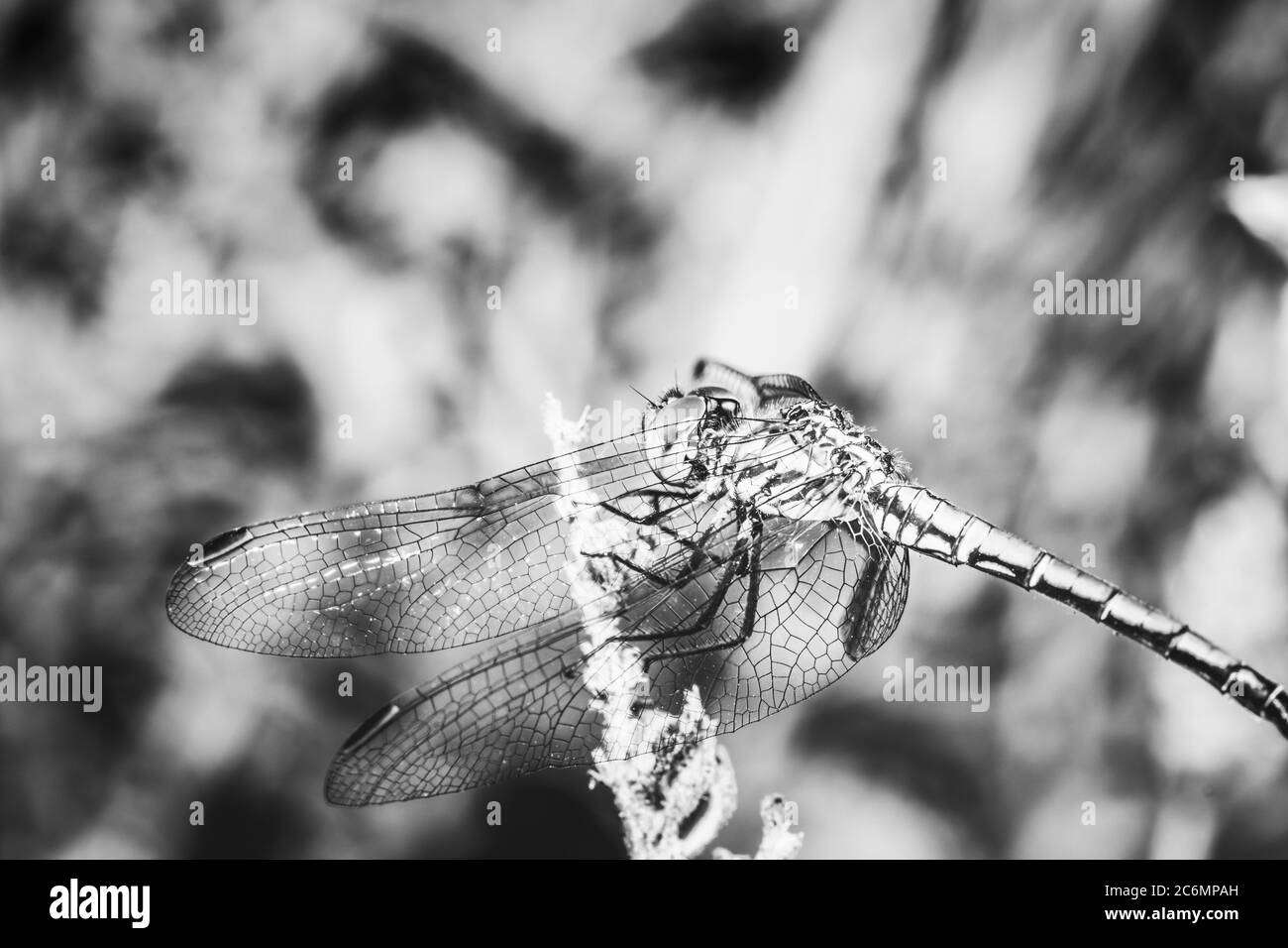 Large dragonfly (Odonata) with yellow eyes resting on a lavender plant ...