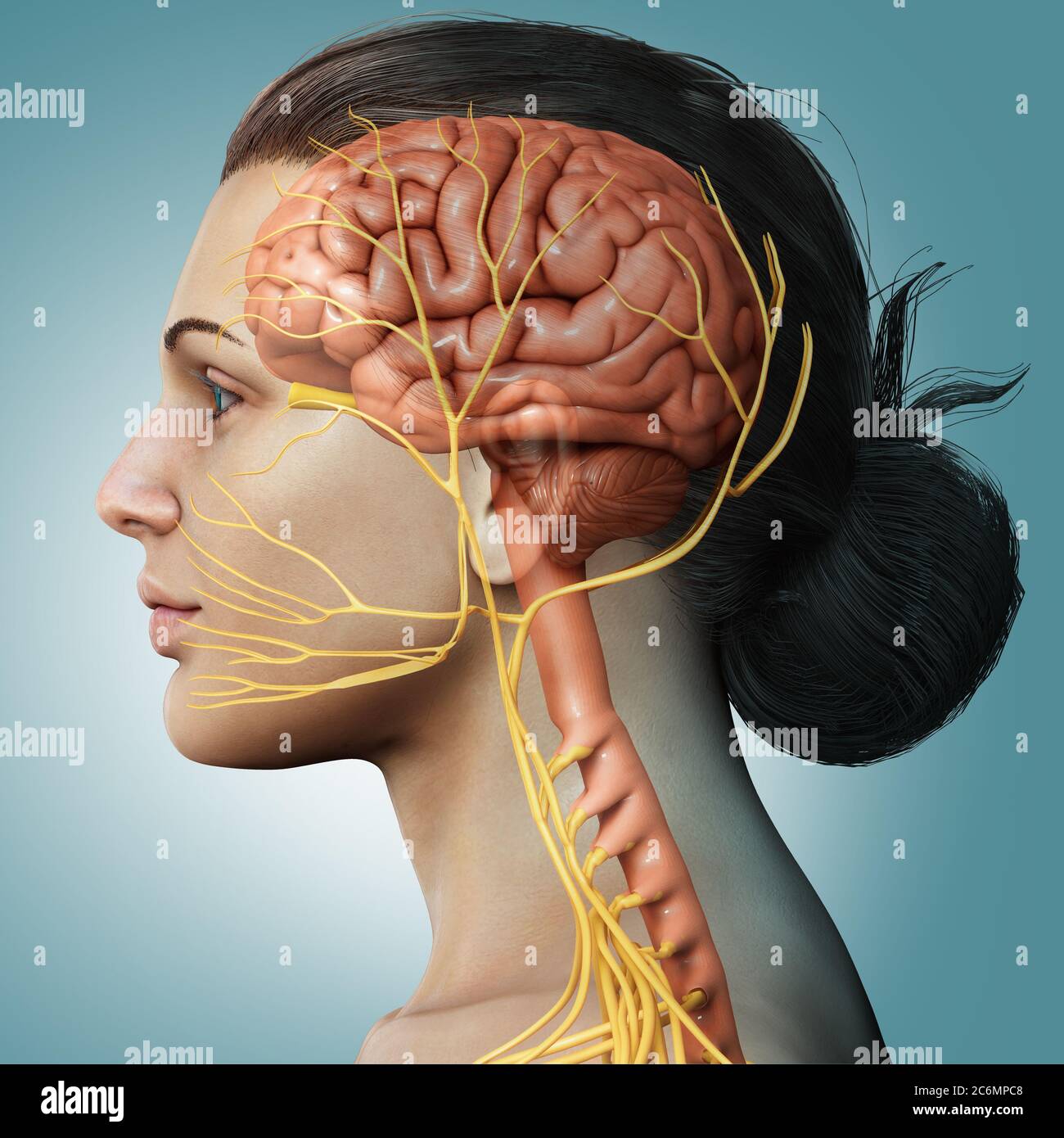 3d rendered medically accurate illustration of a female brain anatomy ...
