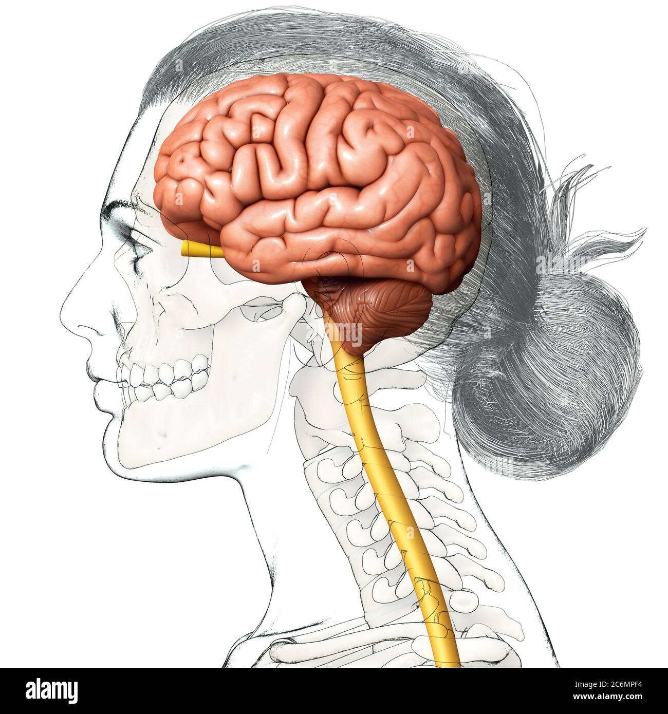 3d rendered medically accurate illustration of a female brain anatomy ...