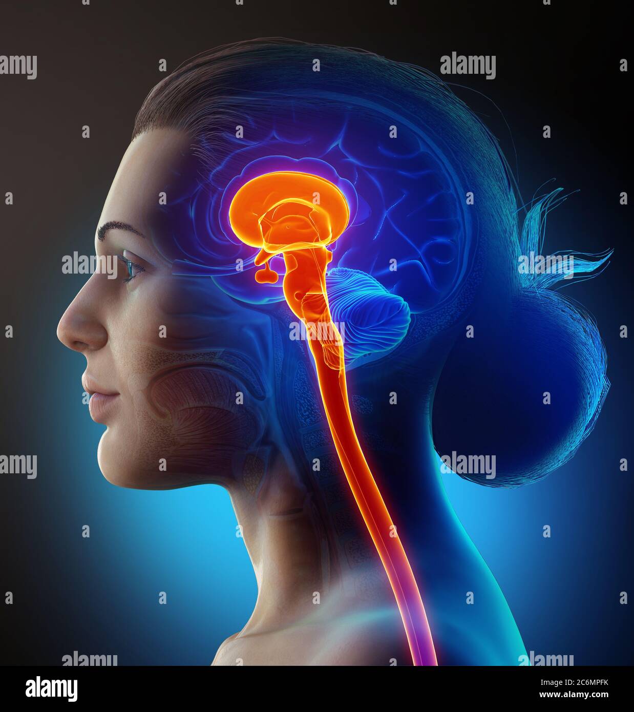 3d rendered medically accurate illustration of the interior brain ...