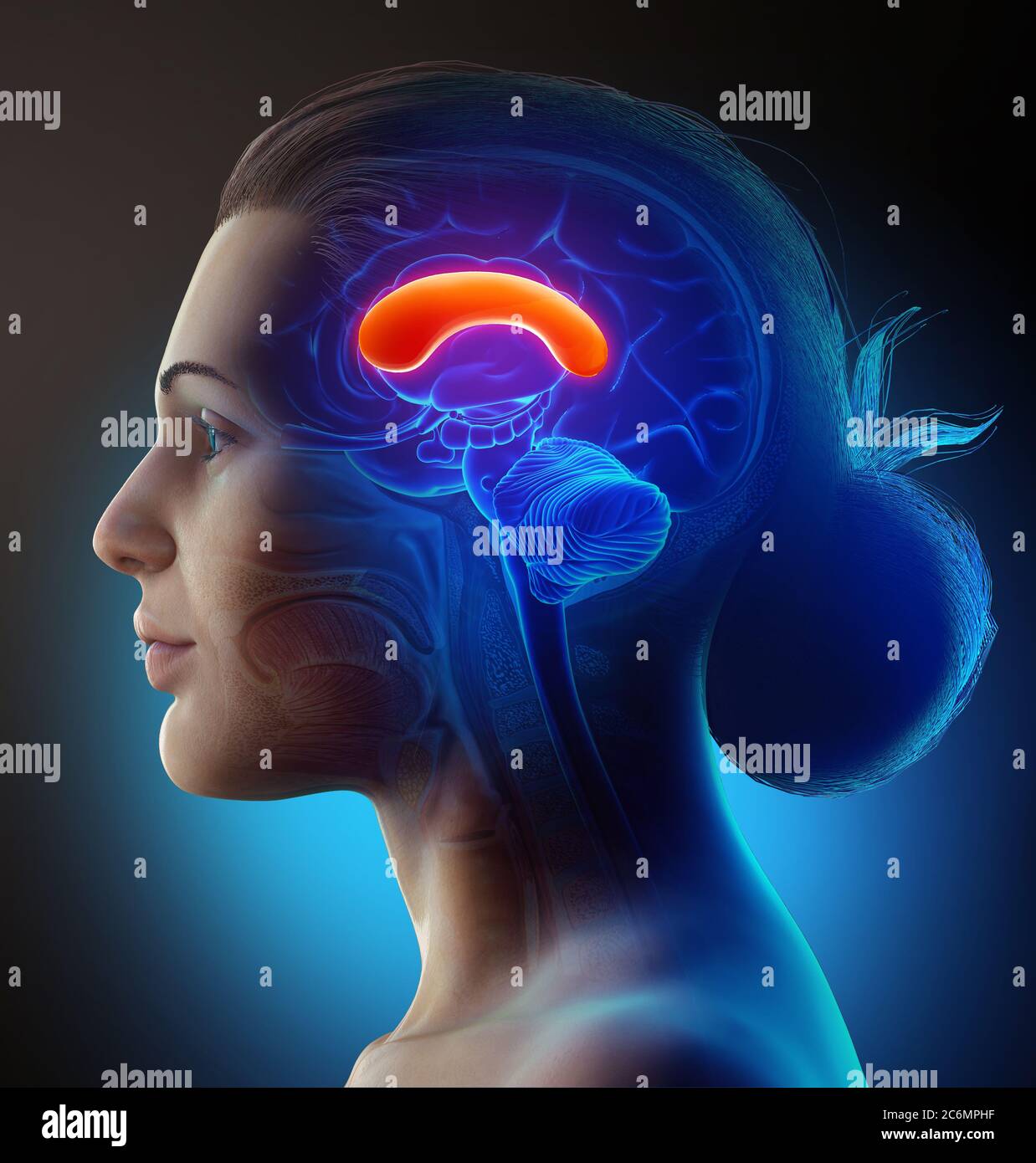 3d rendered medically accurate illustration of a female brains anatomy ...