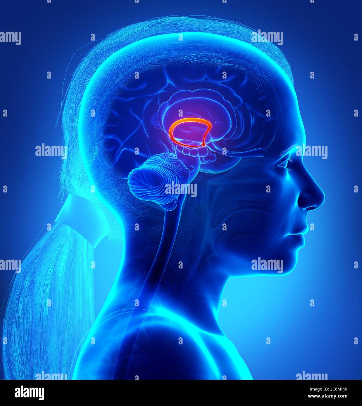 3d rendered medically accurate illustration of a girl brain fornix ...