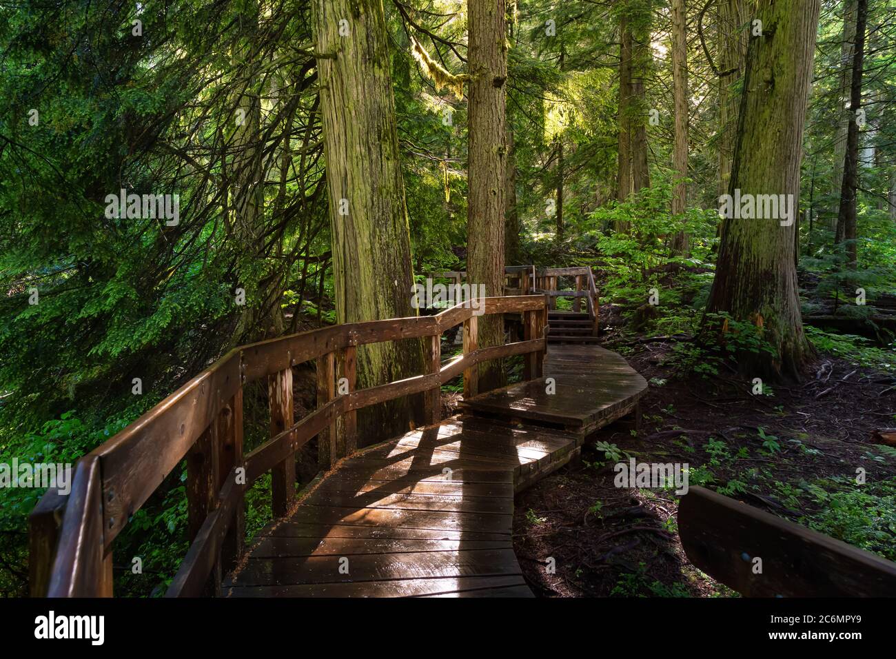 Wooden Pathway in the Rain Forest during a vibrant sunny day Stock ...