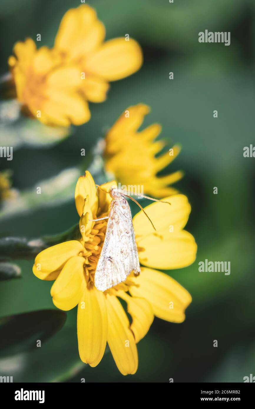 Daisy with brown spots hi-res stock photography and images - Alamy