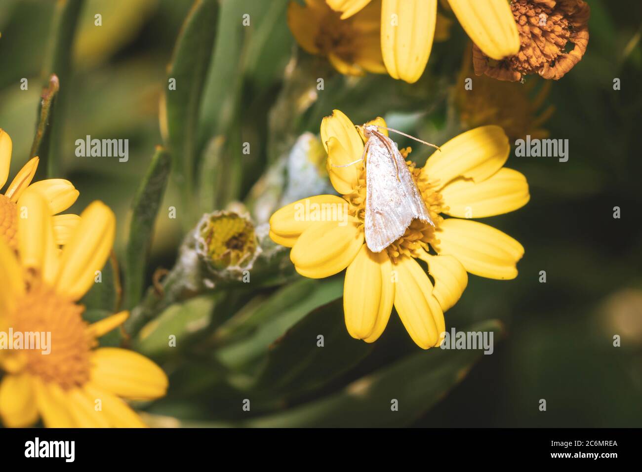 Beautiful Brown Moth sitting resting on yellow daisy flower, Cape Town ...