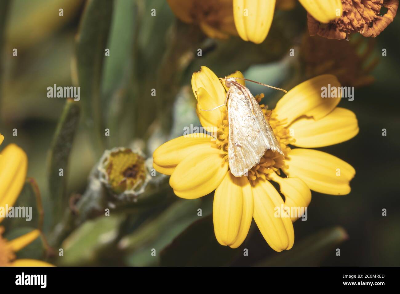 Beautiful Brown Moth sitting resting on yellow daisy flower, Cape Town ...