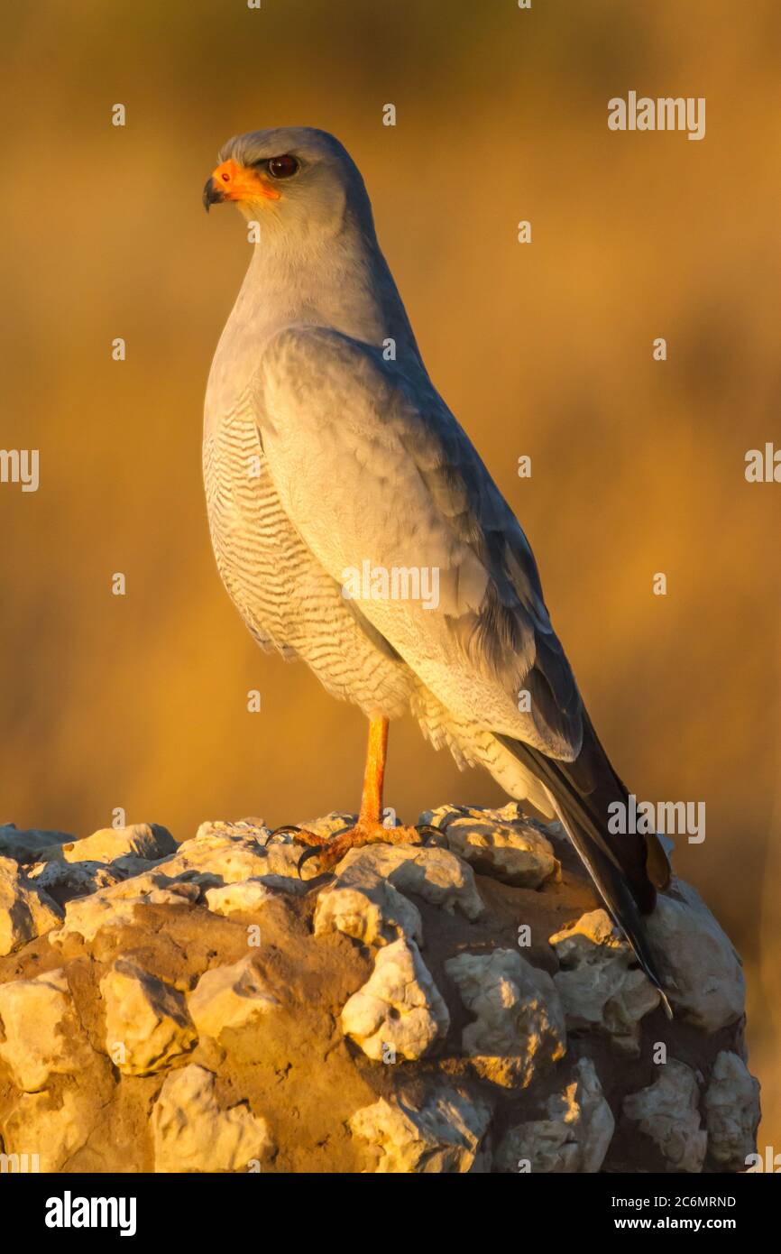 Golden hawk hi-res stock photography and images - Alamy
