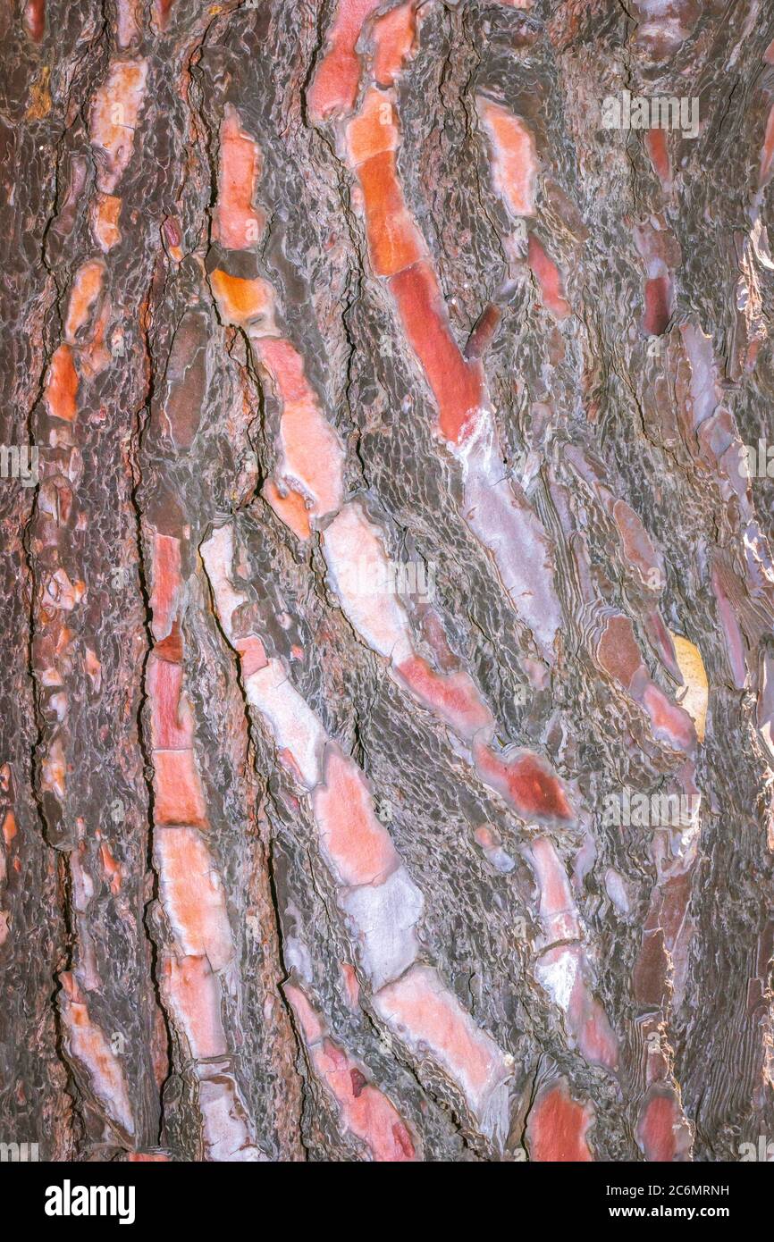 Brown and red Gum Tree bark shining in the sunlight, Cape Town, South ...