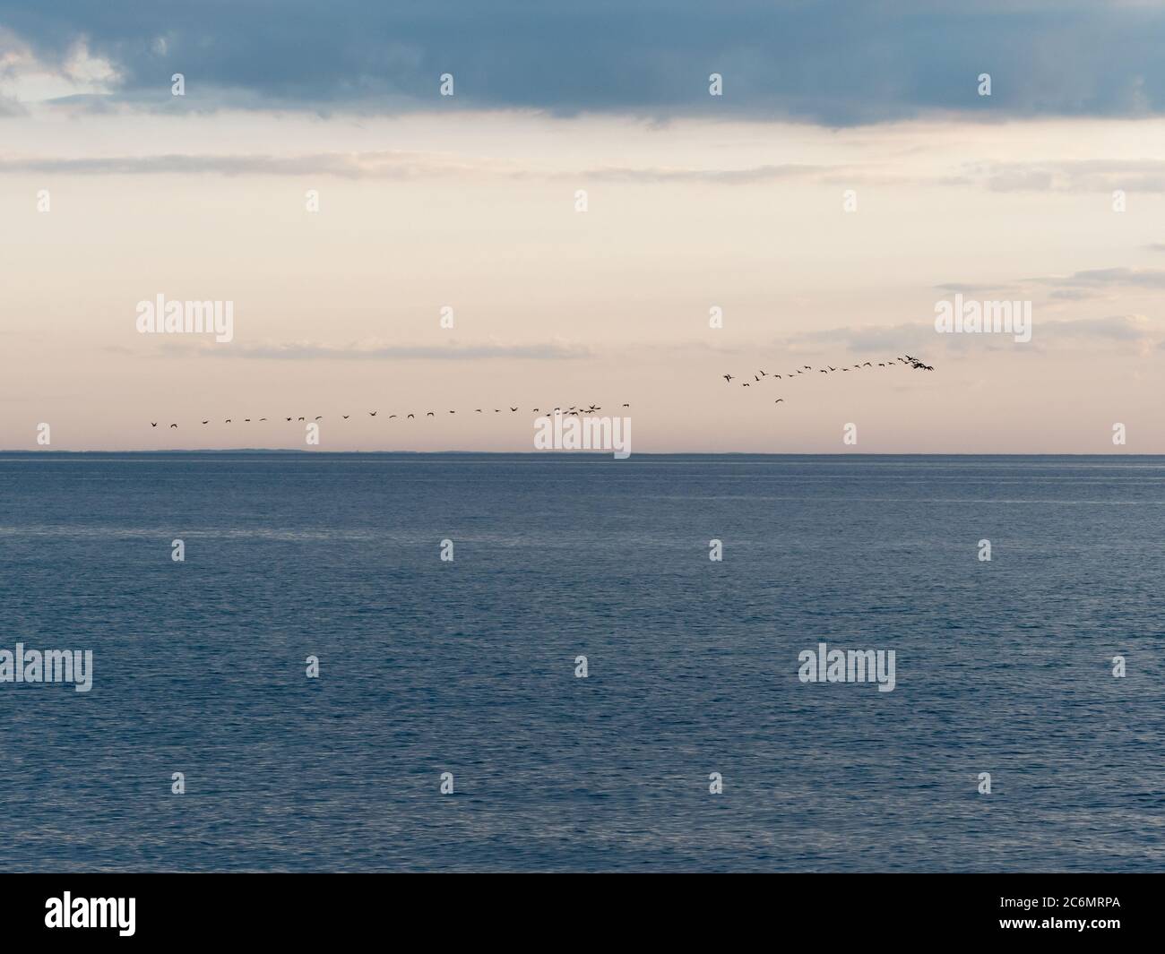 A long line of birds makes their way across Port Phillip Bay at Sunset ...