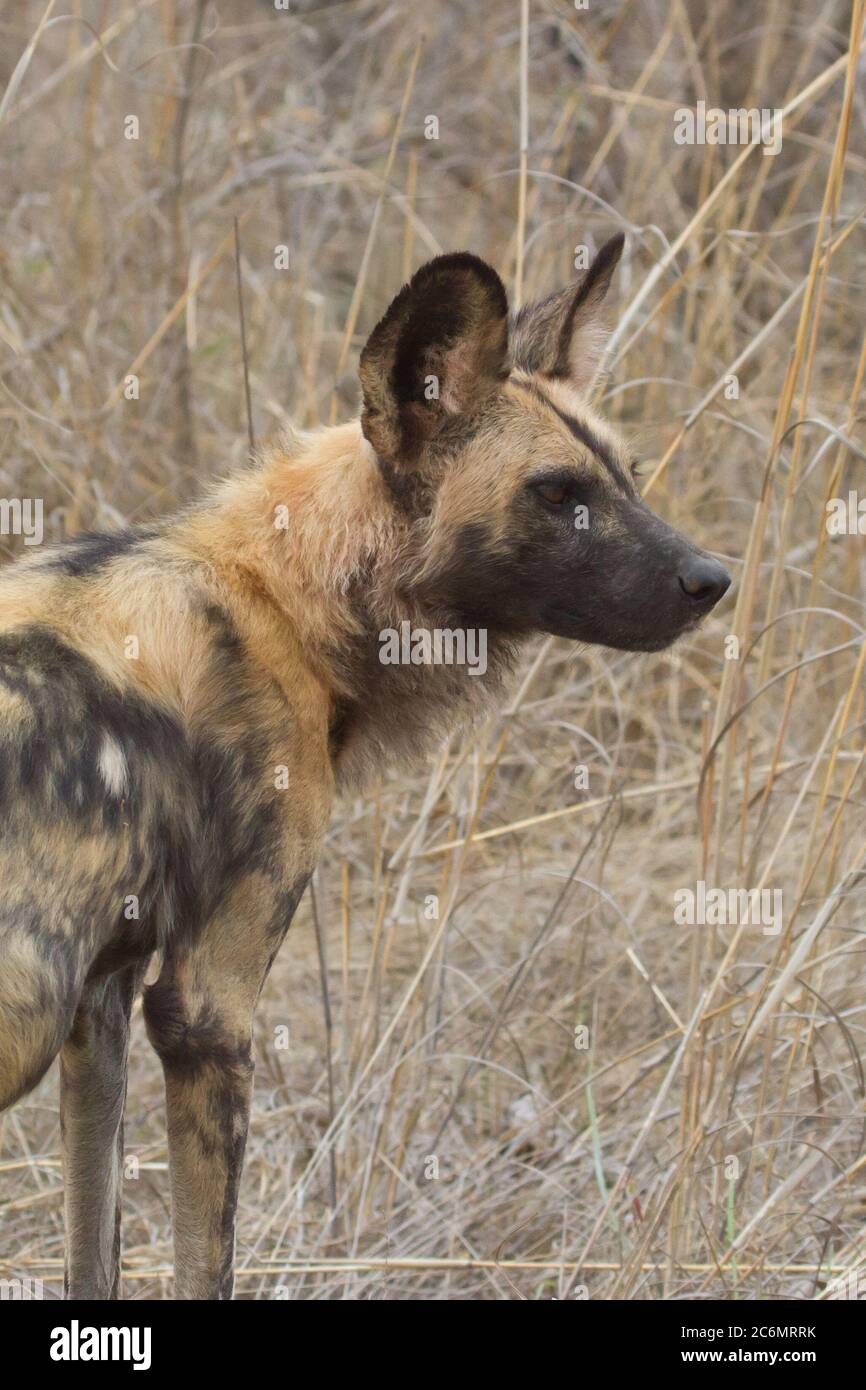 Rare endangered African Wild Dog (painted wolf) profile closeup ...