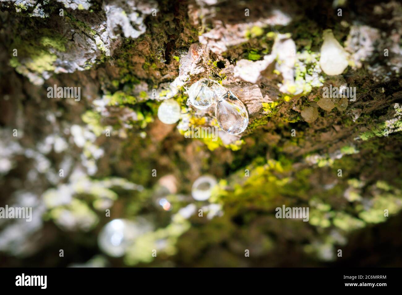 Green and grey moss plant growing on a wet piece of tree bark, Cape ...