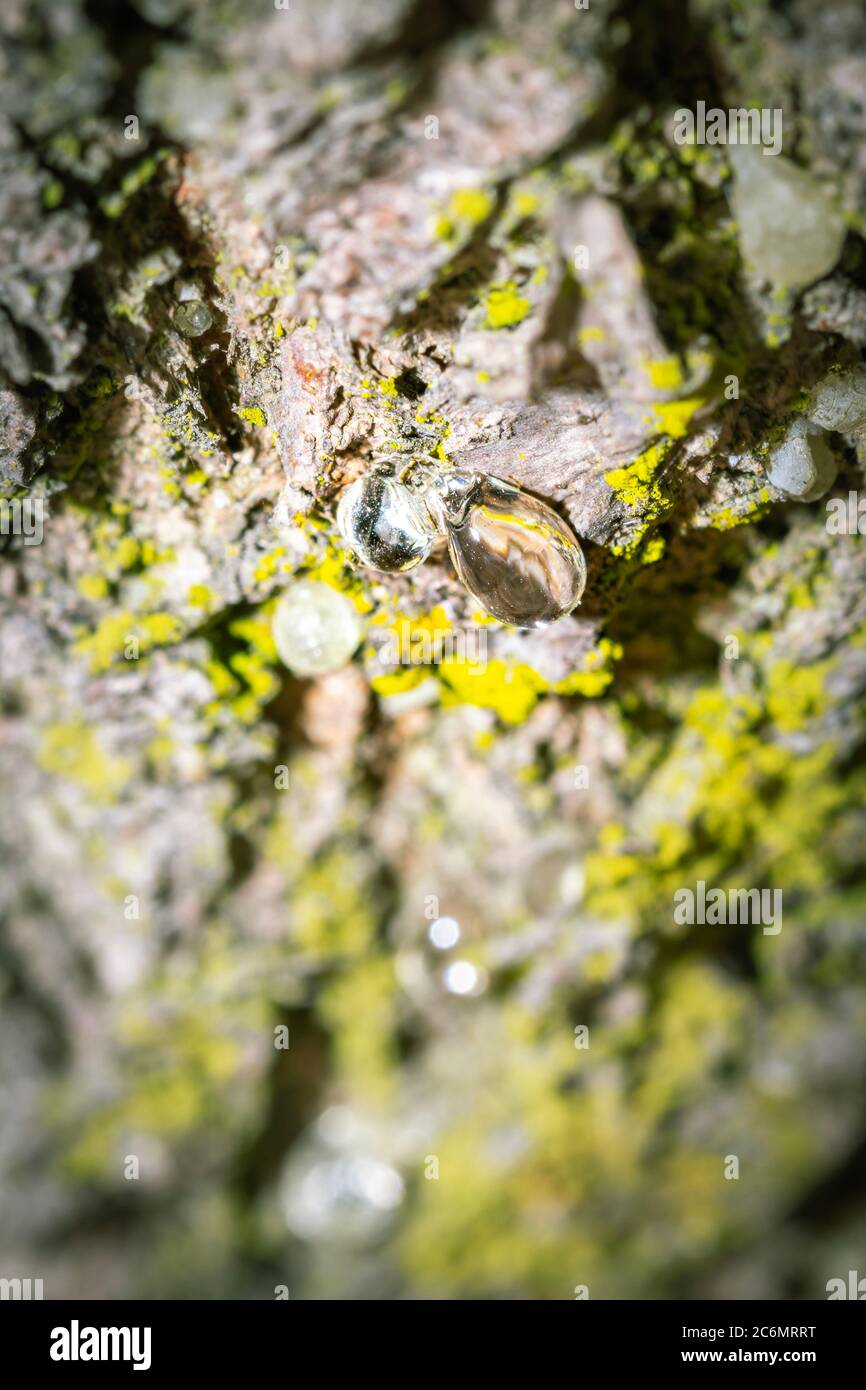 Green and grey moss plant growing on a wet piece of tree bark, Cape ...