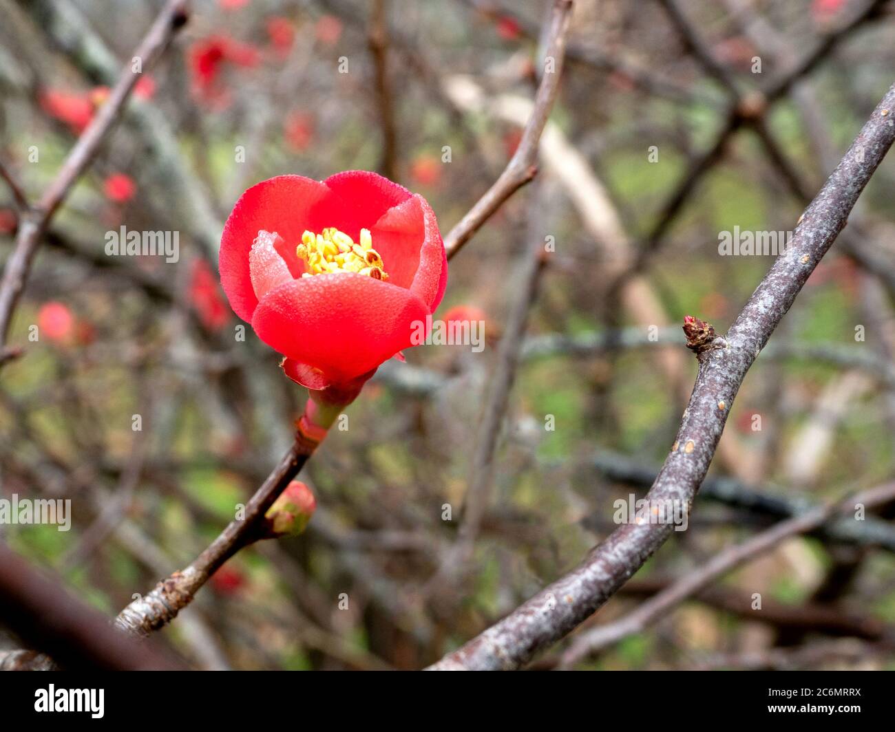 Red quince chaenomeles flower hi-res stock photography and images - Alamy