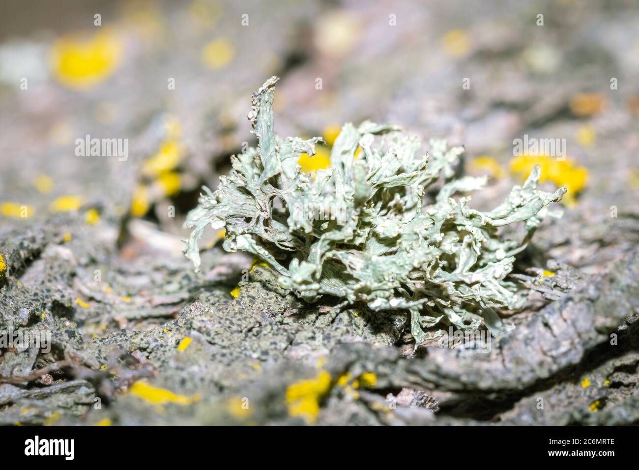 Green and grey moss plant growing on a wet piece of tree bark, Cape ...