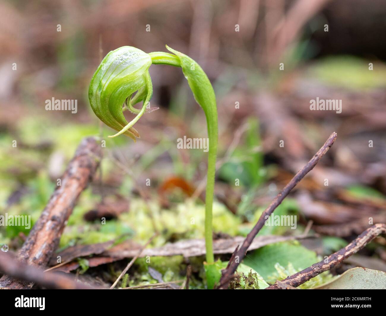 Nodding hi-res stock photography and images - Alamy