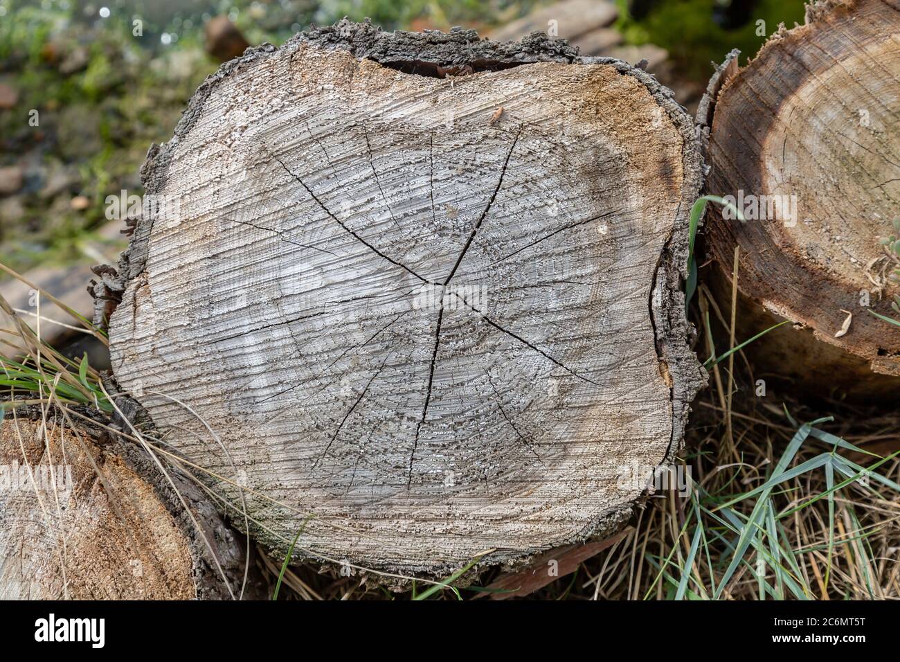 Looking at the cross section of a cut tree trunk Stock Photo - Alamy