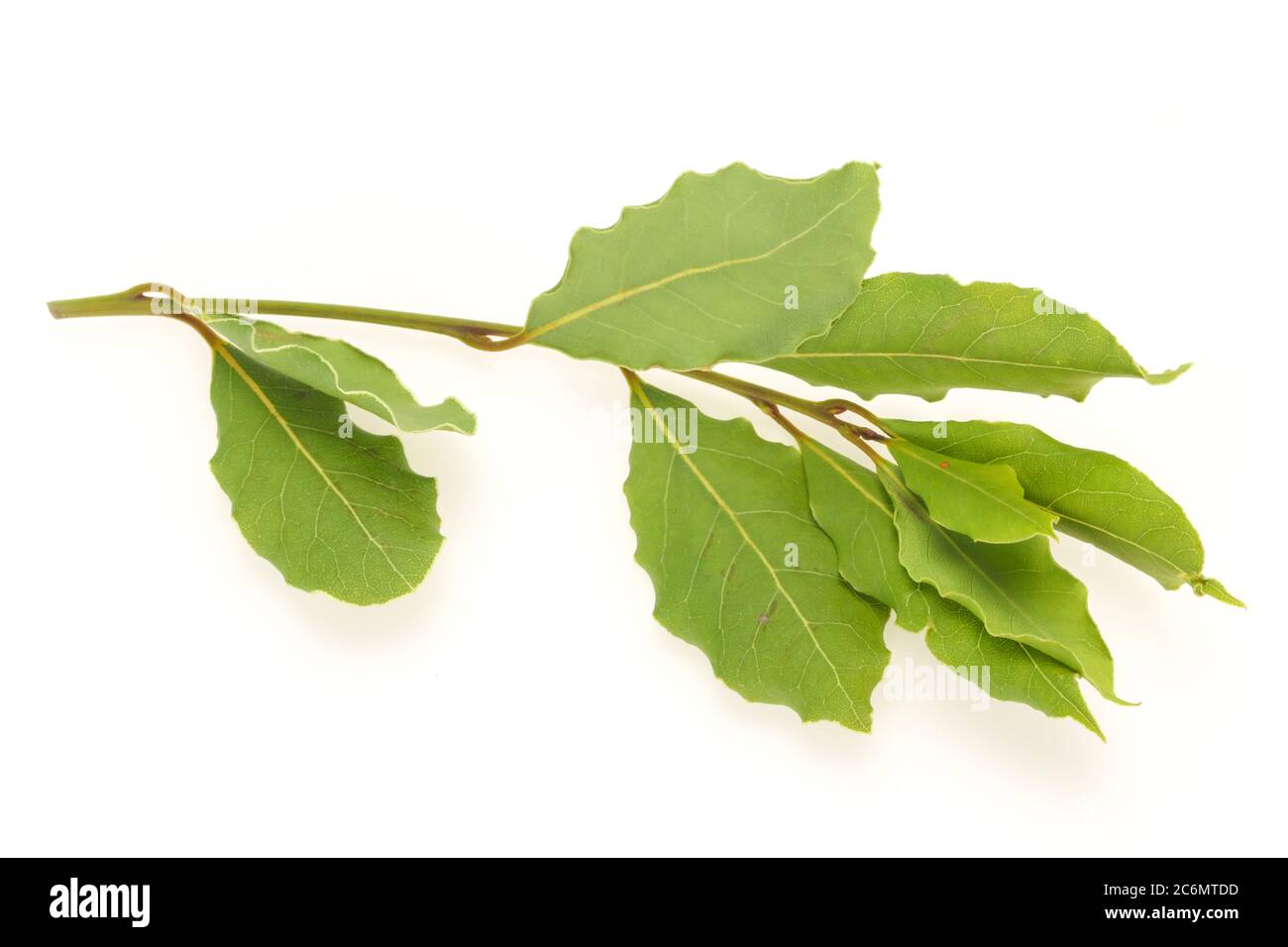 Green laurel leaves on the branch - for cooking Stock Photo - Alamy