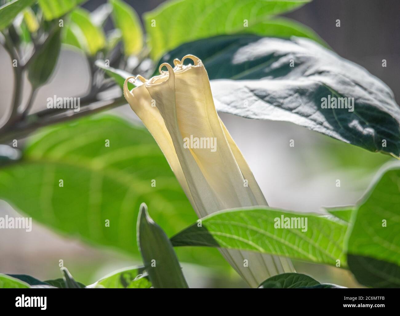 Datura stramonium. Thorn apple. Jimsonweed. jimson weed. devil's snare ...