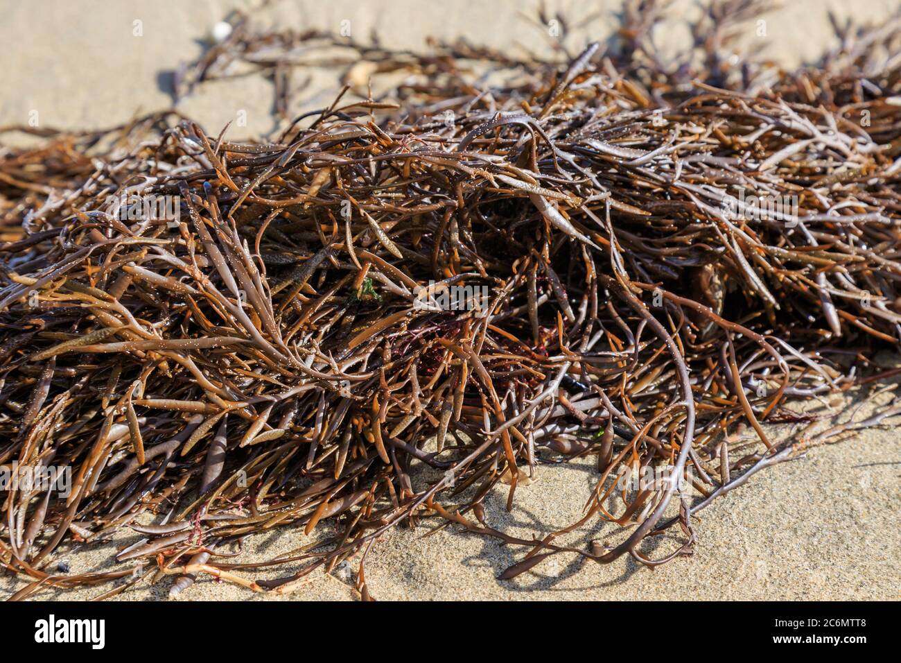 Brown Seaweed on a sandy beach Stock Photo - Alamy